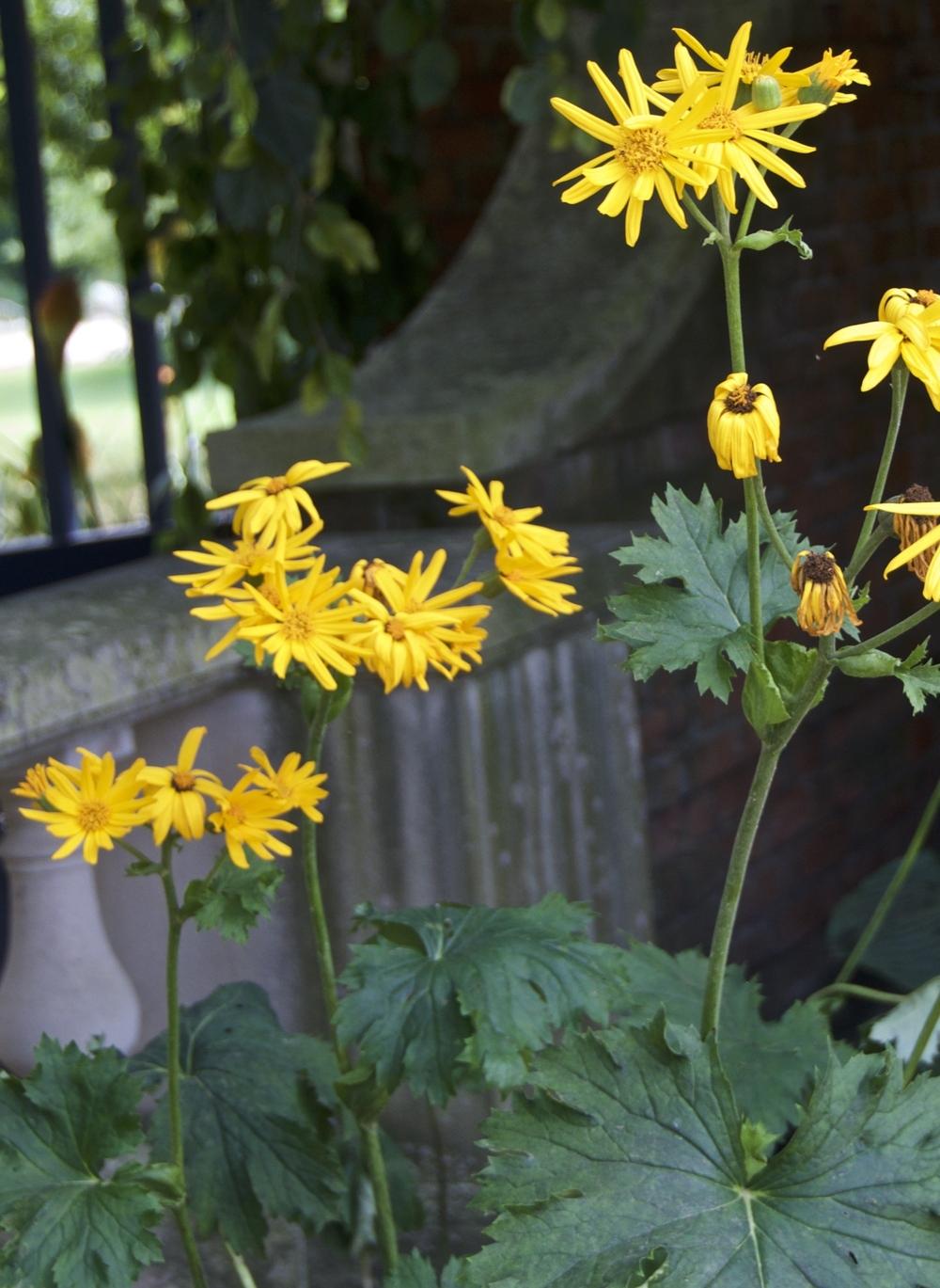 Ligularias: Plant Care and Collection of Varieties - Garden.org