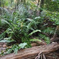 Photo of the entire plant of Dixie Wood Fern (Dryopteris x australis ...