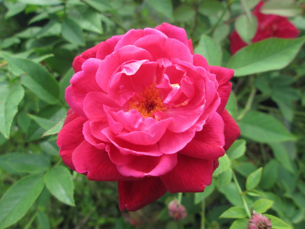 Rose (Rosa 'Louis-Philippe') in the Roses Database - Garden.org