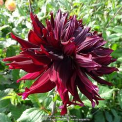 Dahlia 'Kenora Macop-B' in the Dahlias Database - Garden.org