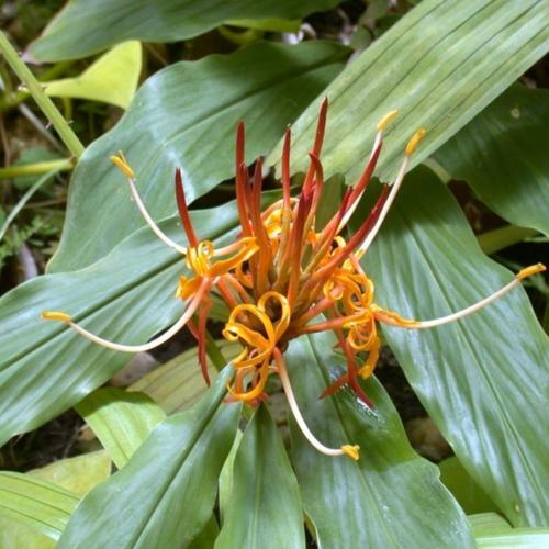 Hedychium (Hedychium ellipticum) in the Ginger Lilies Database - Garden.org