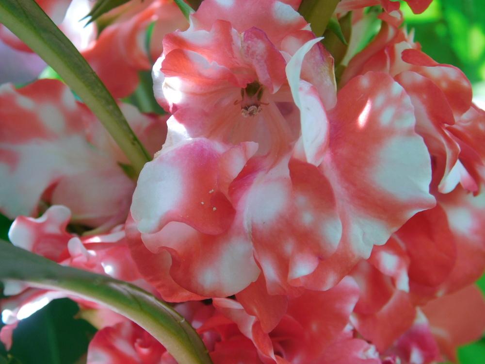 Balsam (Impatiens balsamina 'Peppermint Sticks') - Garden.org