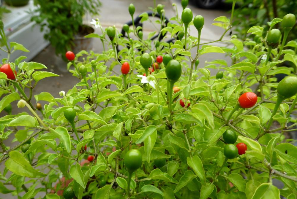 Hot Pepper (Capsicum annuum 'McMahon's Texas Bird') in the Peppers ...