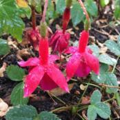 Photo of the leaves of Autumn Fuchsia (Fuchsia austromontana 'Autumnale ...
