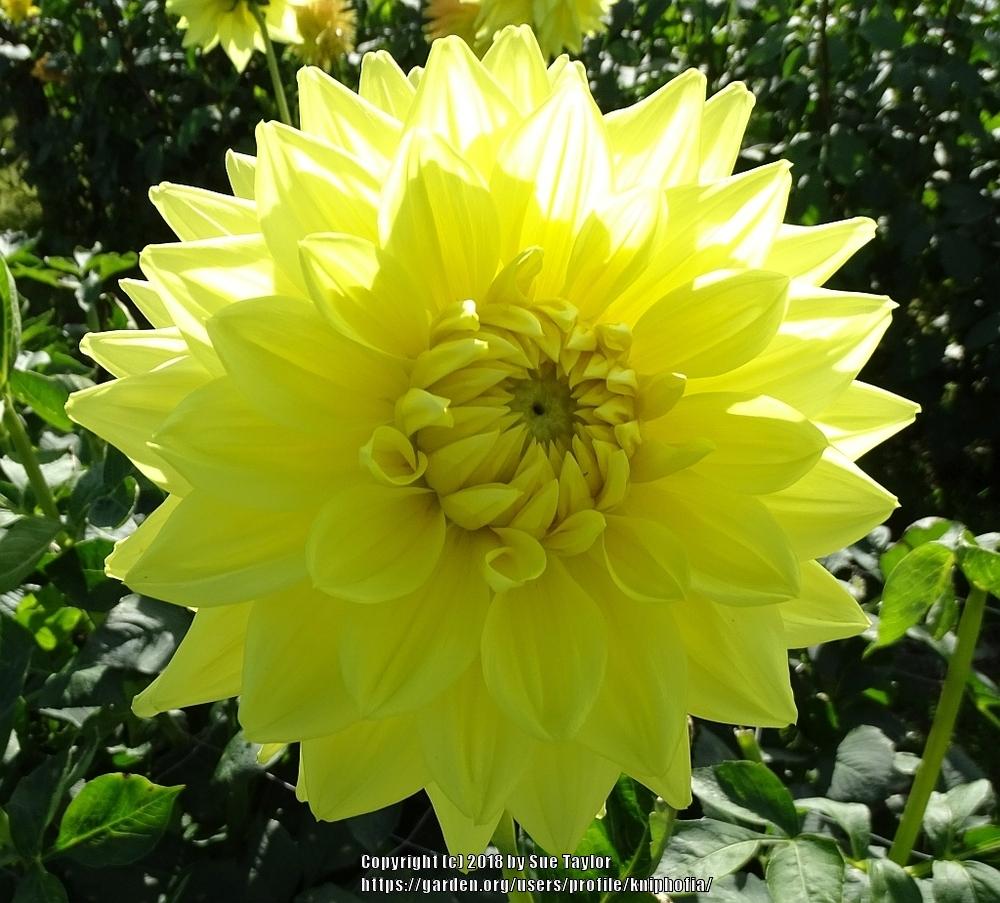 Dahlia 'Clearview Irene' in the Dahlias Database - Garden.org