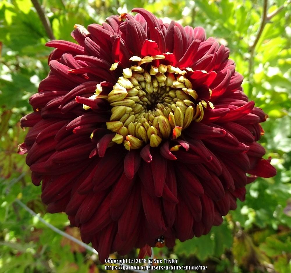 Reflexed Mum (Chrysanthemum 'George Griffiths') - Garden.org