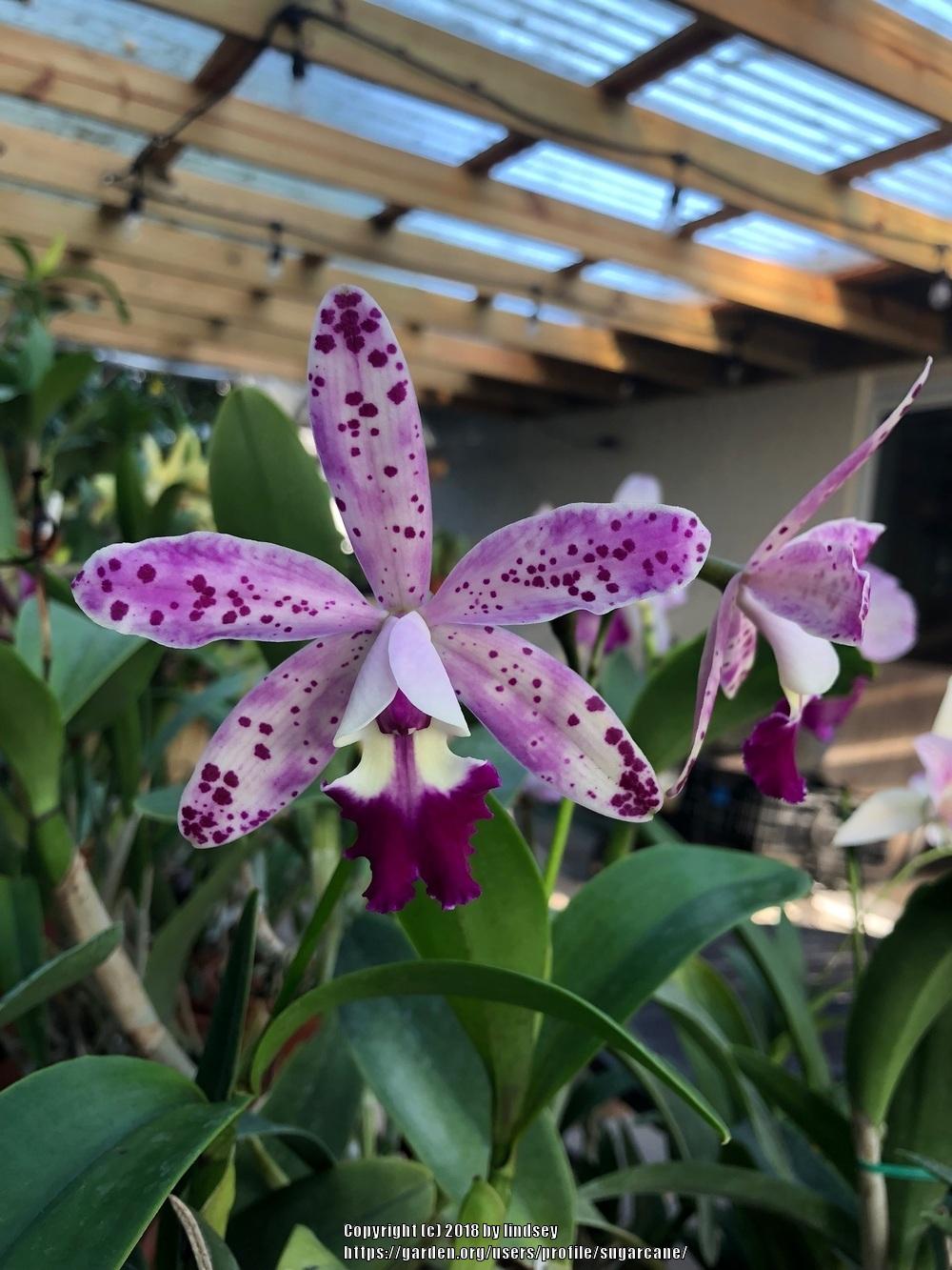 Photo of the bloom of Orchid (Cattleya Tropical Pointer 'Cheetah') posted by sugarcane - Garden.org