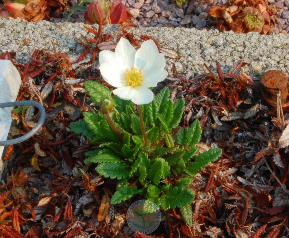 Photo of the entire plant of White Dryad (Dryas octopetala) posted by ...