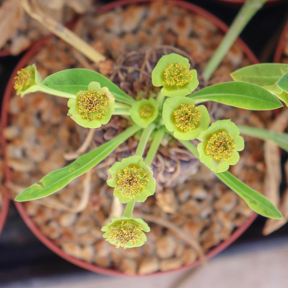 Euphorbias: Plant Care and Collection of Varieties - Garden.org