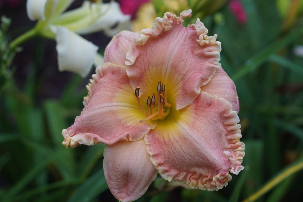 Daylily (Hemerocallis 'Sugar Lips') in the Daylilies Database - Garden.org