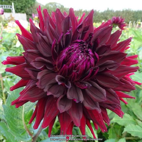 Dahlia 'Kenora Macop-B' in the Dahlias Database - Garden.org