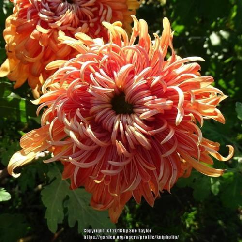 Reflex Mum (Chrysanthemum 'Apricot Courtier') - Garden.org