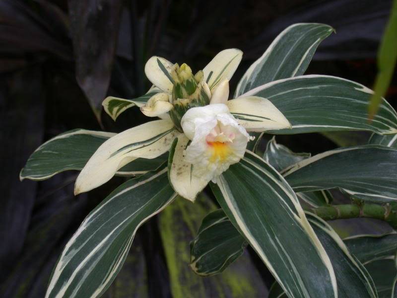 Costus arabicas variegated in the Tropicals forum - Garden.org