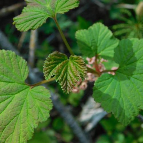 Northern Red Currant (Ribes triste) in the Currants and Gooseberries ...