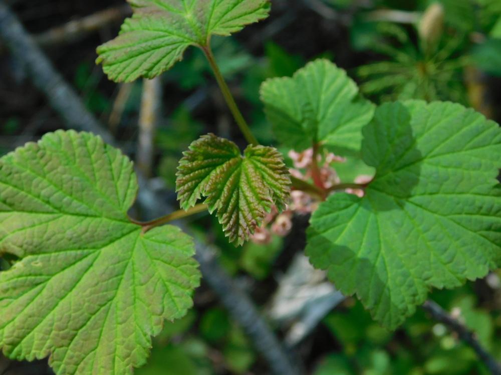 Northern Red Currant (Ribes triste) in the Currants and Gooseberries Database - Garden.org
