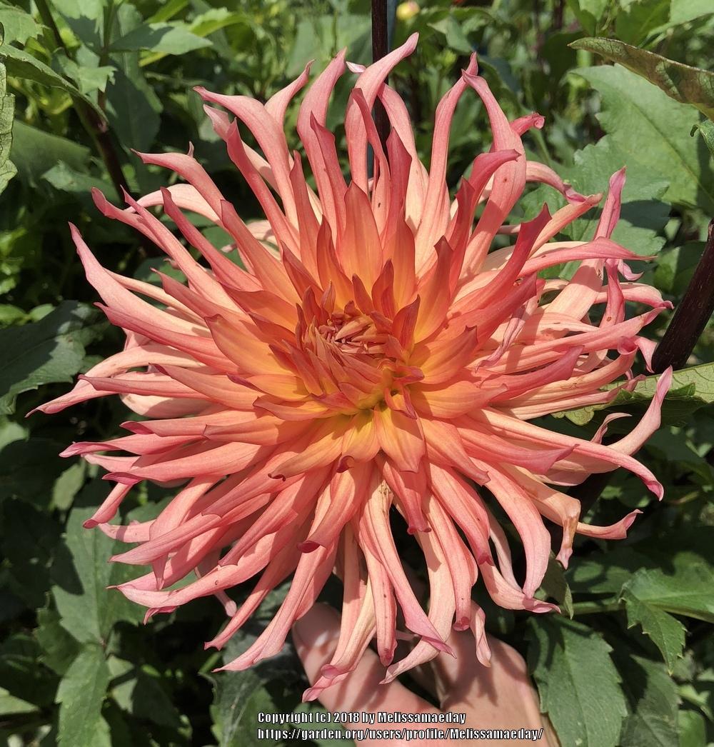 Cactus Dahlia (Dahlia 'Nutley Sunrise') in the Dahlias Database ...