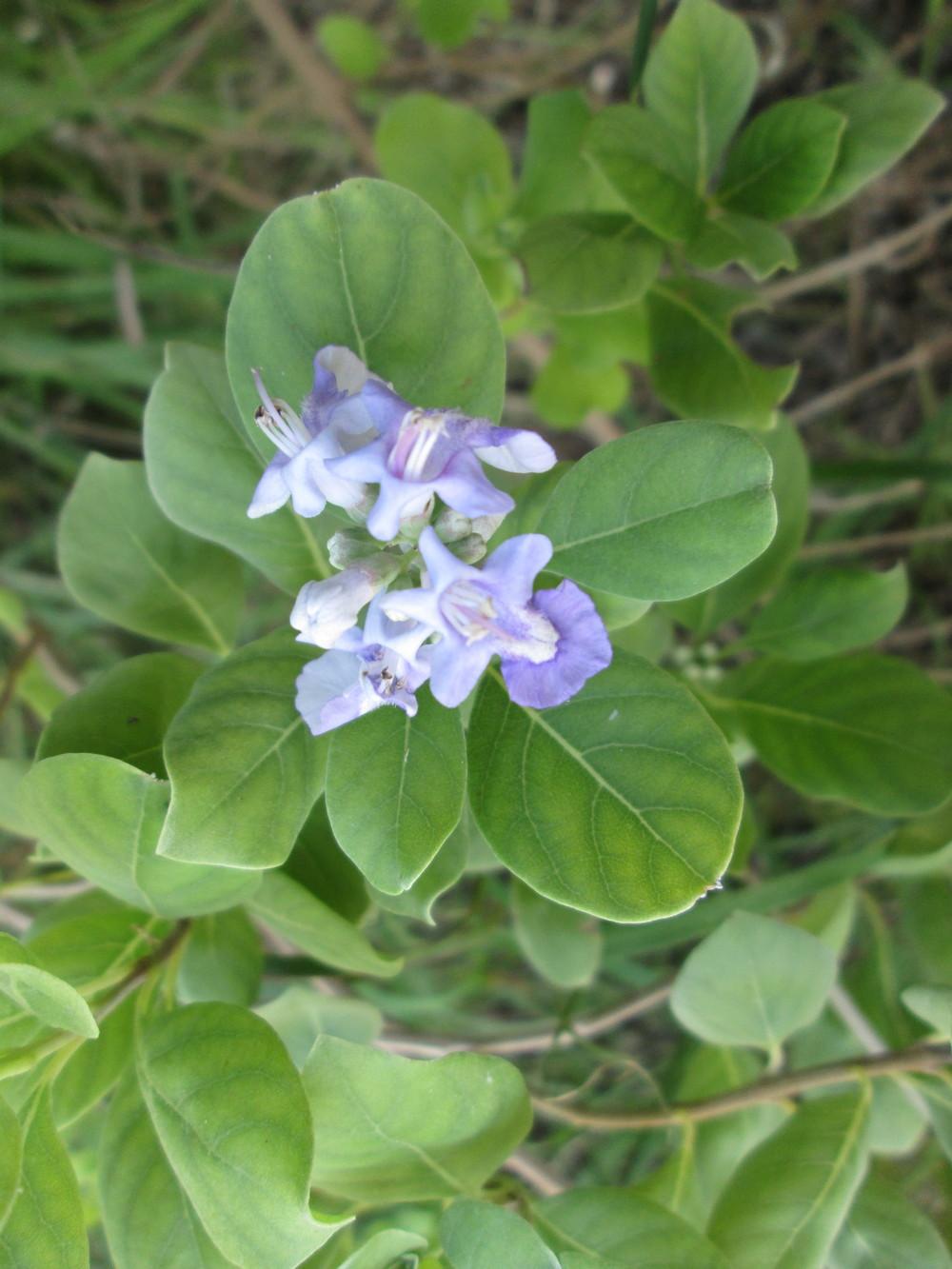 Beach Vitex (Vitex rotundifolia) - Garden.org