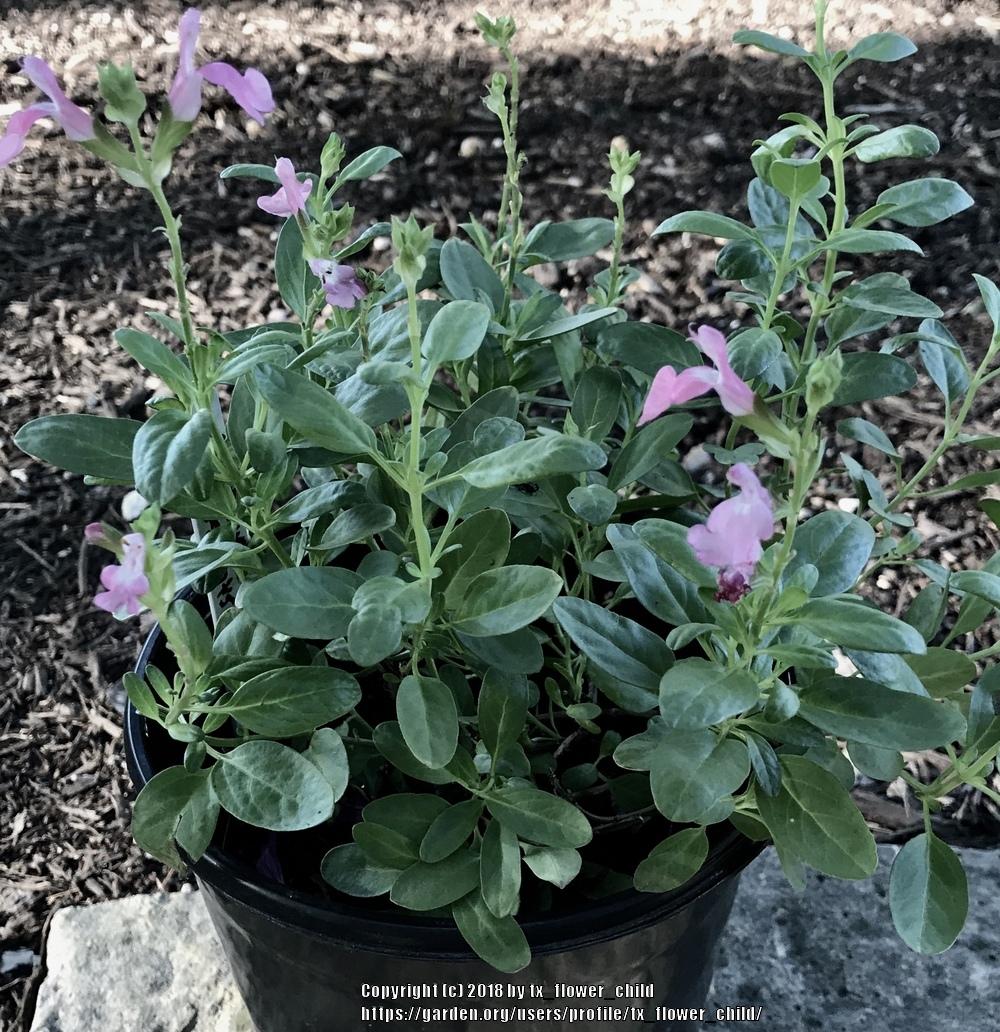 Photo of the entire plant of Autumn Sage (Salvia greggii Mirage™ Pink ...