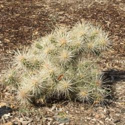 Whipple's Cholla (Cylindropuntia whipplei 'Snow Leopard') in the ...