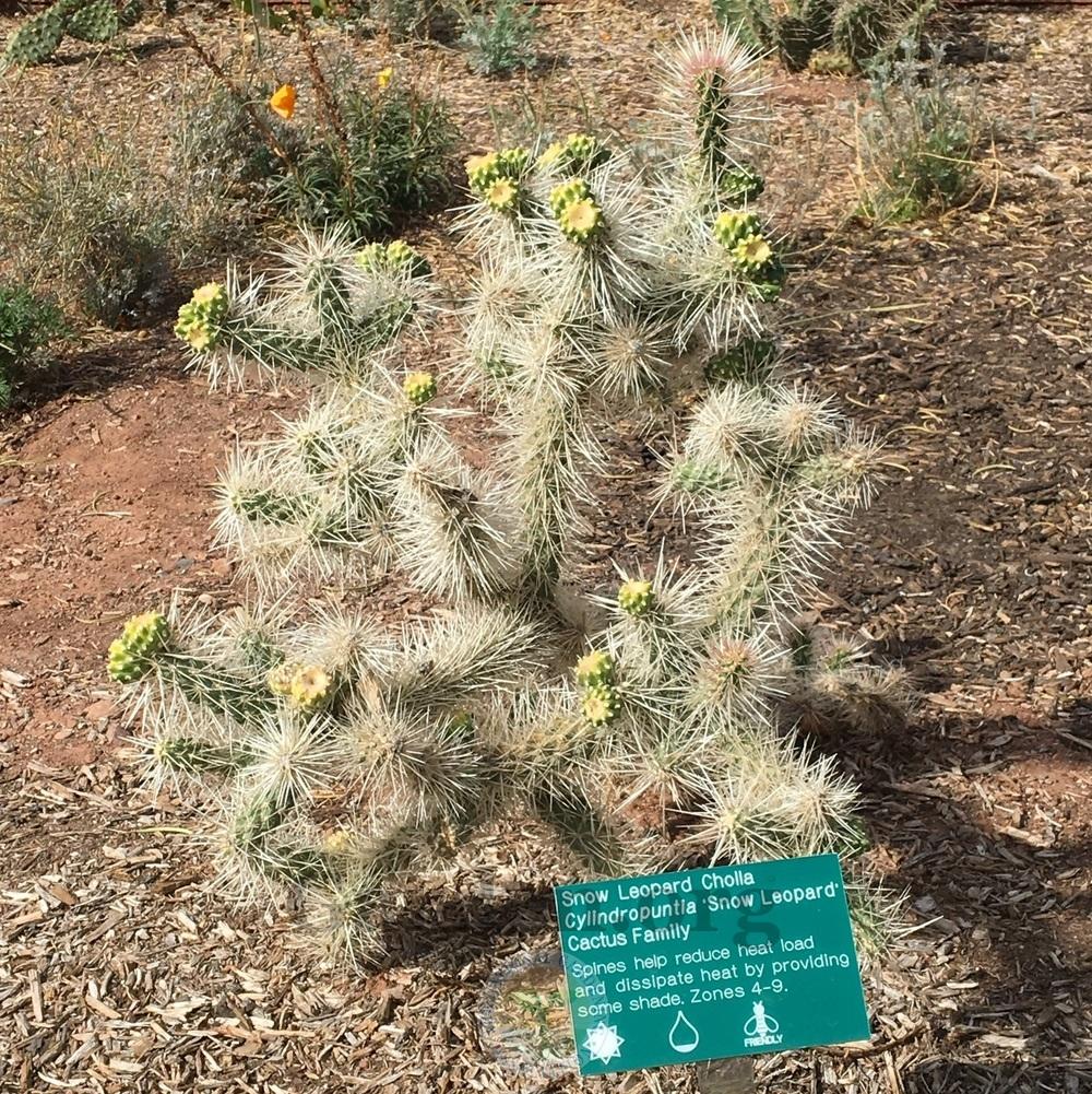 Whipple's Cholla (Cylindropuntia whipplei 'Snow Leopard') in the ...