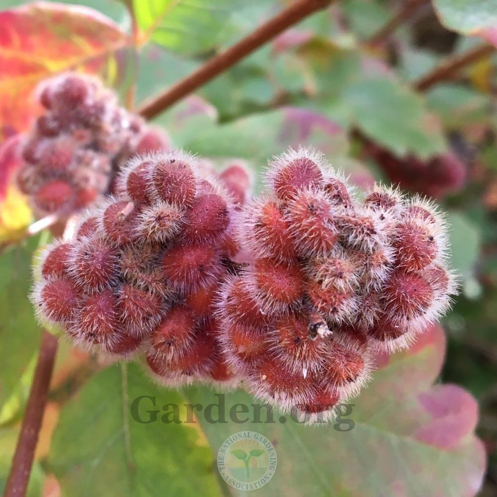 Photo of the fruit of Skunkbush (Rhus trilobata) posted by BlueOddish ...