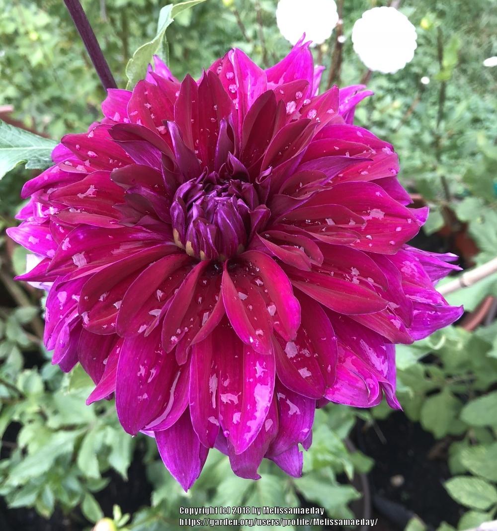 Dahlia 'Einstein' in the Dahlias Database - Garden.org