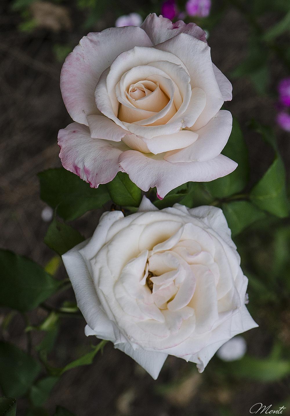 Rose (Rosa 'Anna') in the Roses Database - Garden.org