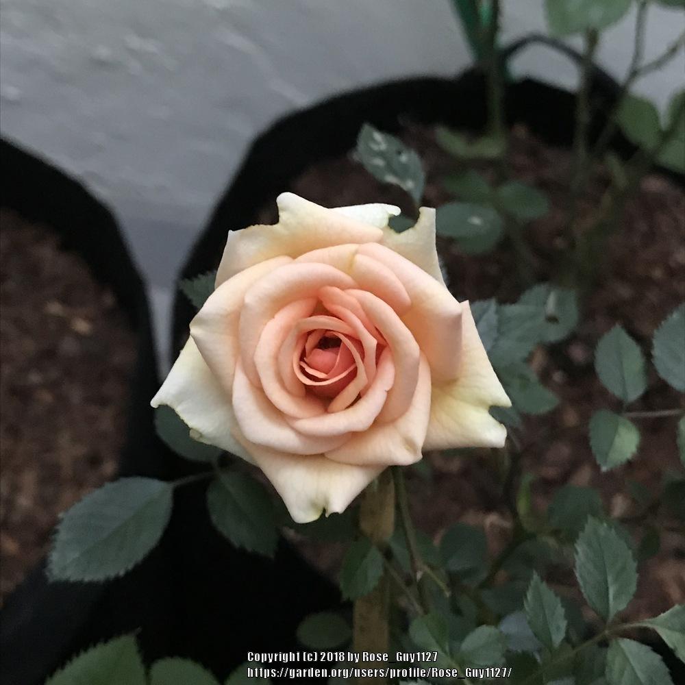 Photo of the bloom of Rose (Rosa 'Pumpkin Pie') posted by Rose_Guy1127 ...
