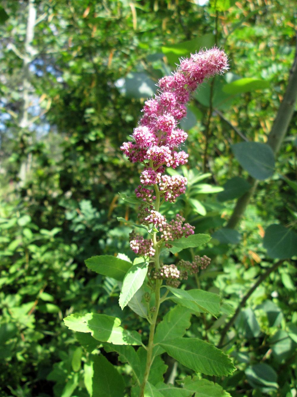 Hardhack (Spiraea douglasii) in the Spiraeas Database - Garden.org