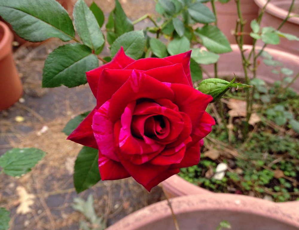 Rose (Rosa 'XOXO') in the Roses Database - Garden.org