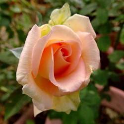 Rose (Rosa 'Elfi von Dassanowsky') in the Roses Database - Garden.org