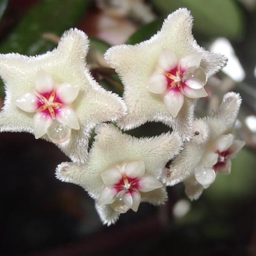 Hoya 'Mathilde' in the Hoyas Database - Garden.org