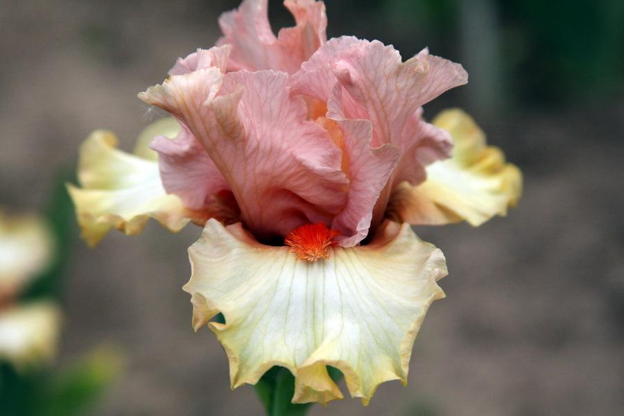 Tall Bearded Iris (Iris 'Three Part Harmony') in the Irises Database ...