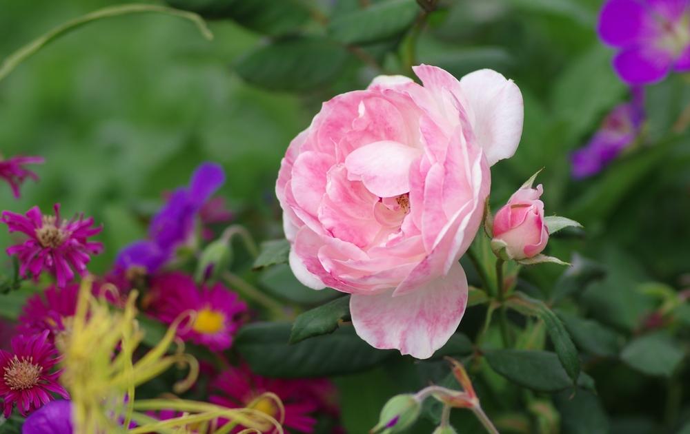 Rose (Rosa 'English Miss') in the Roses Database - Garden.org