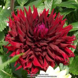 Dahlia 'Kenora Macop-B' in the Dahlias Database - Garden.org