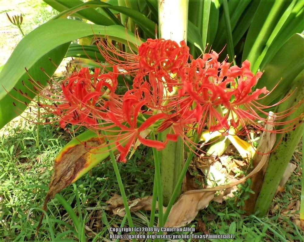 Surprise Lilies (Lycoris): Plant Care and Collection of Varieties ...