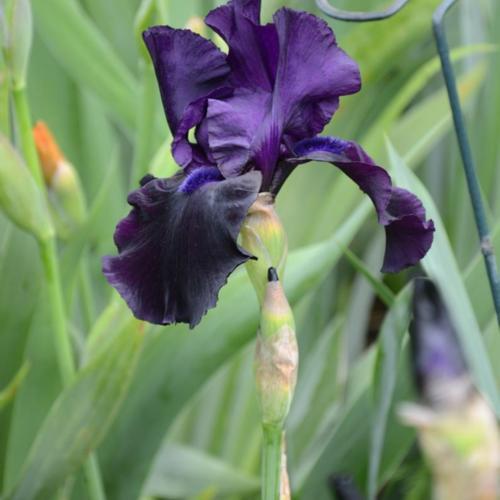 Tall Bearded Iris (Iris 'Dusky Dancer') in the Irises Database - Garden.org