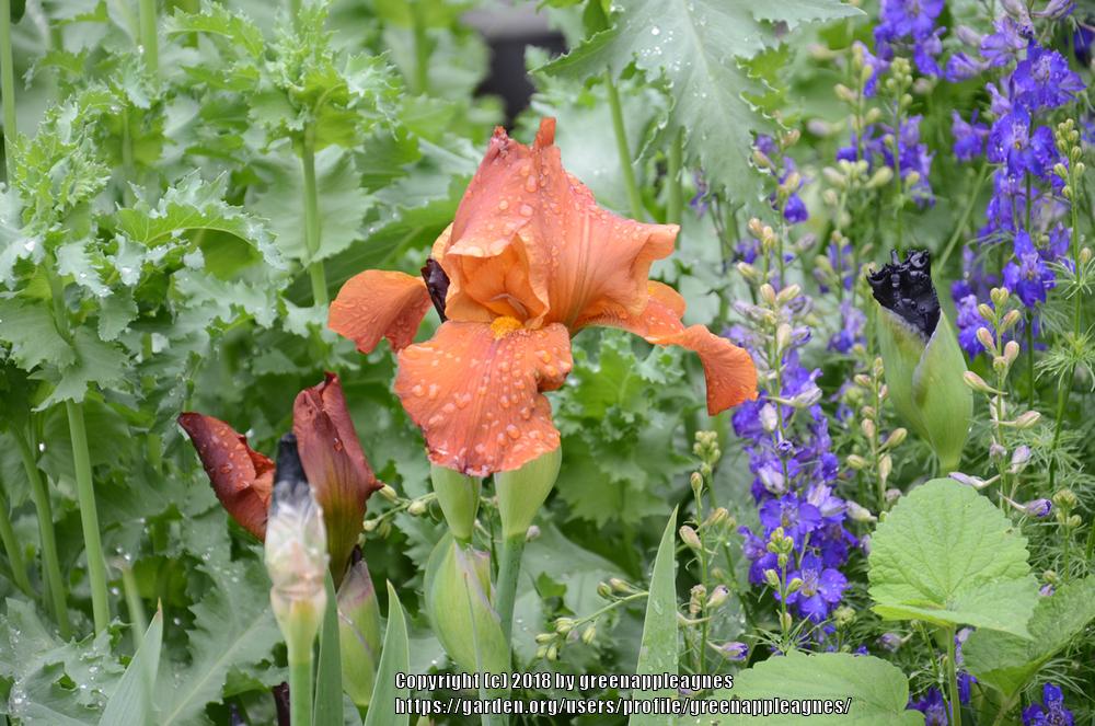 Photo of the bloom of Tall Bearded Iris (Iris 'Starburst') posted by ...