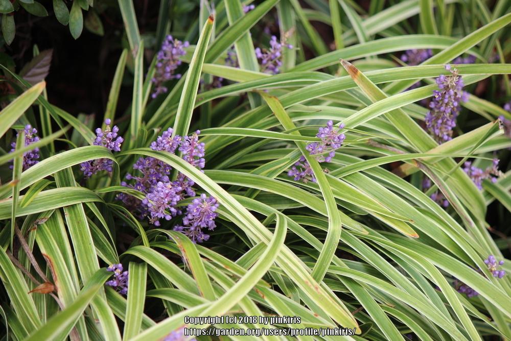 Liriopes: Plant Care and Collection of Varieties - Garden.org