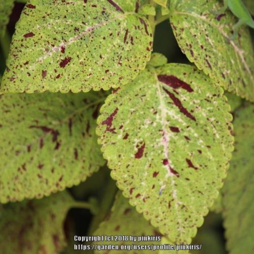 Coleus (Coleus scutellarioides Giant Exhibition™ Marble) in the Coleus ...