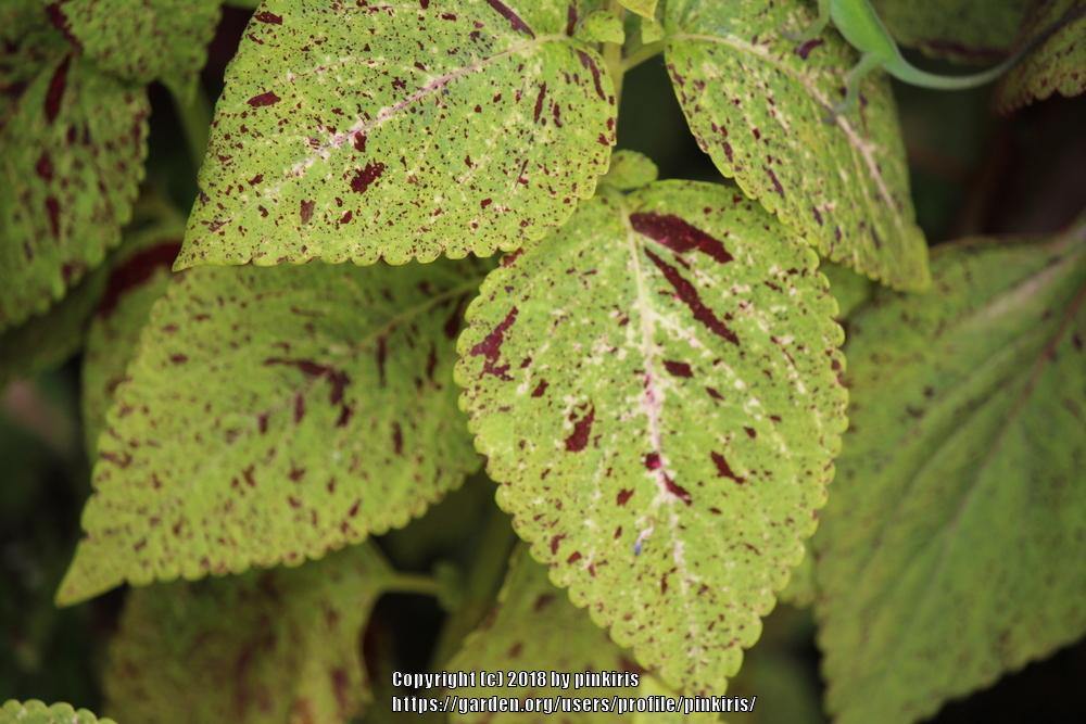 Coleus (Coleus scutellarioides Giant Exhibition™ Marble) in the Coleus ...