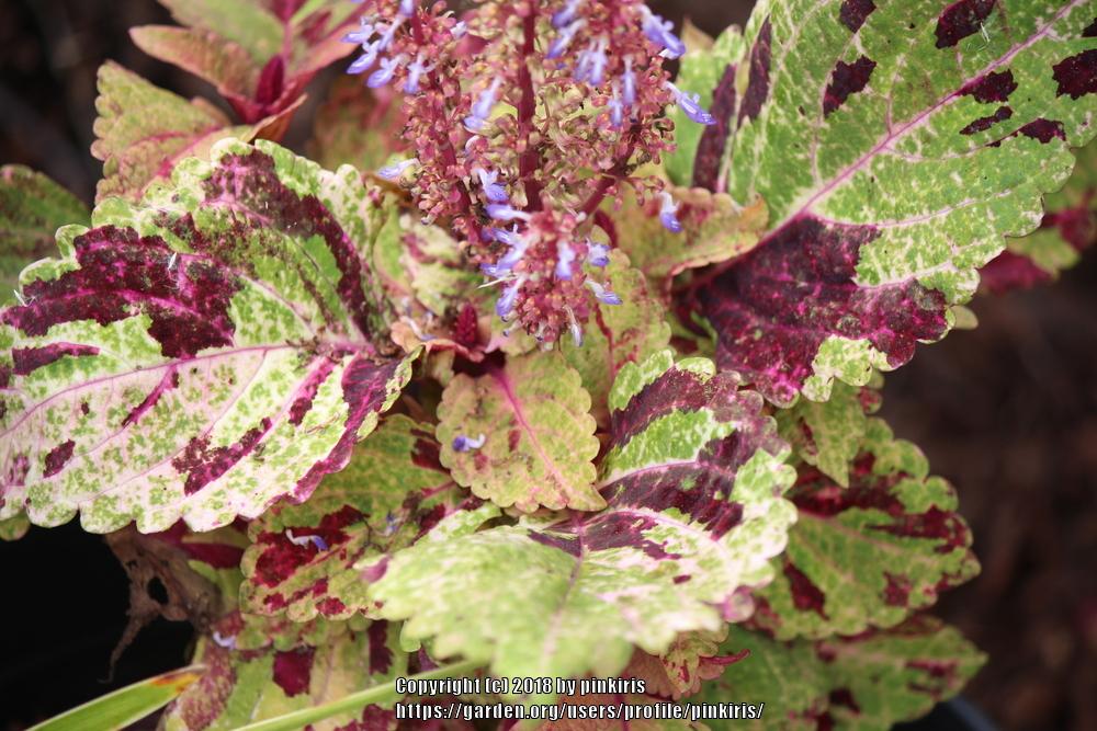 Coleus (Coleus scutellarioides 'Fairway Mosaic') in the Coleus Database - Garden.org