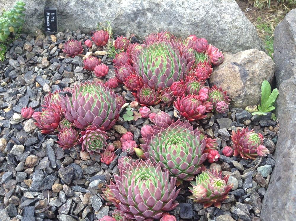 Sempervivum: Plant Care and Collection of Varieties - Garden.org
