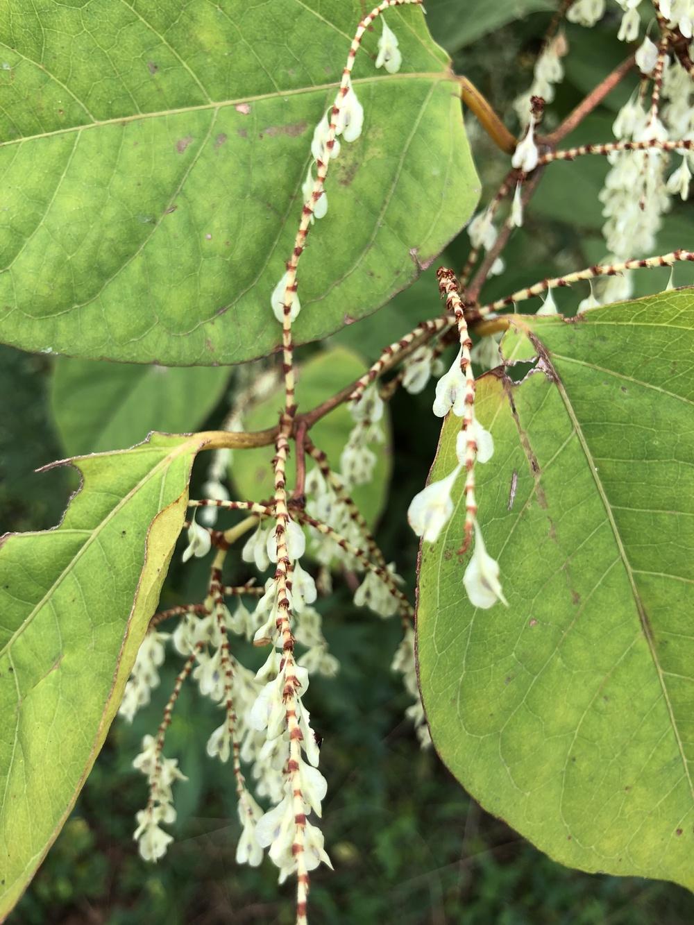 Bush ID in the Plant ID forum - Garden.org