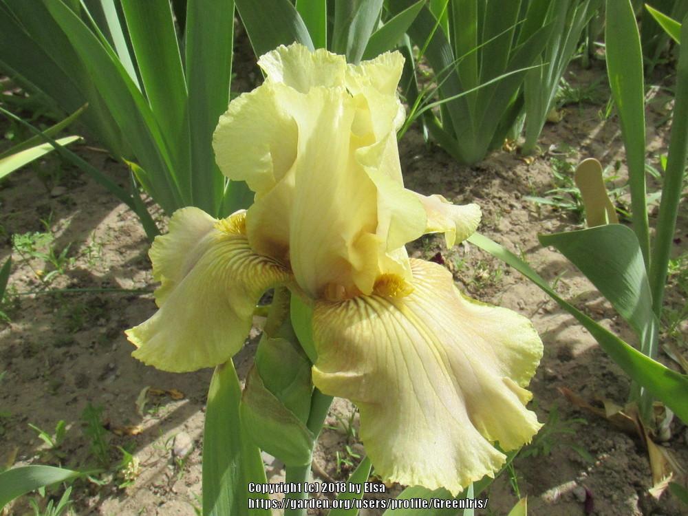 Photo of the bloom of Tall Bearded Iris (Iris 'Evergreen Hideaway ...