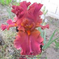 Tall Bearded Iris (Iris 'Far Engine') in the Irises Database - Garden.org