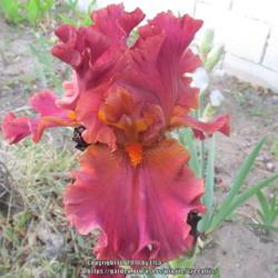 Tall Bearded Iris (Iris 'Far Engine') in the Irises Database - Garden.org