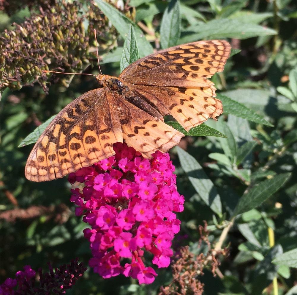 Butterfly Bushes: Plant Care and Collection of Varieties - Garden.org