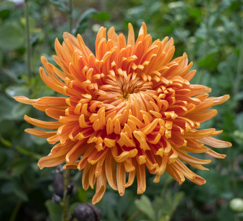 Photo of the bloom of Football Mum (Chrysanthemum 'Cheerleader') posted ...