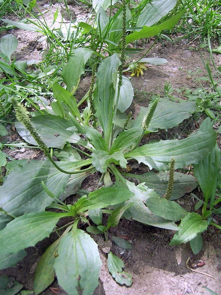 Chinese Plantain (Plantago asiatica) - Garden.org